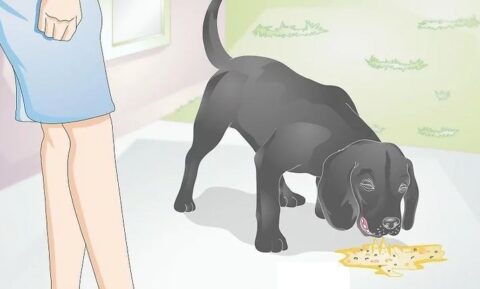 Mi Perro TIENE VÓMITOS - Causas, Tratamiento y SOLUCIÓN